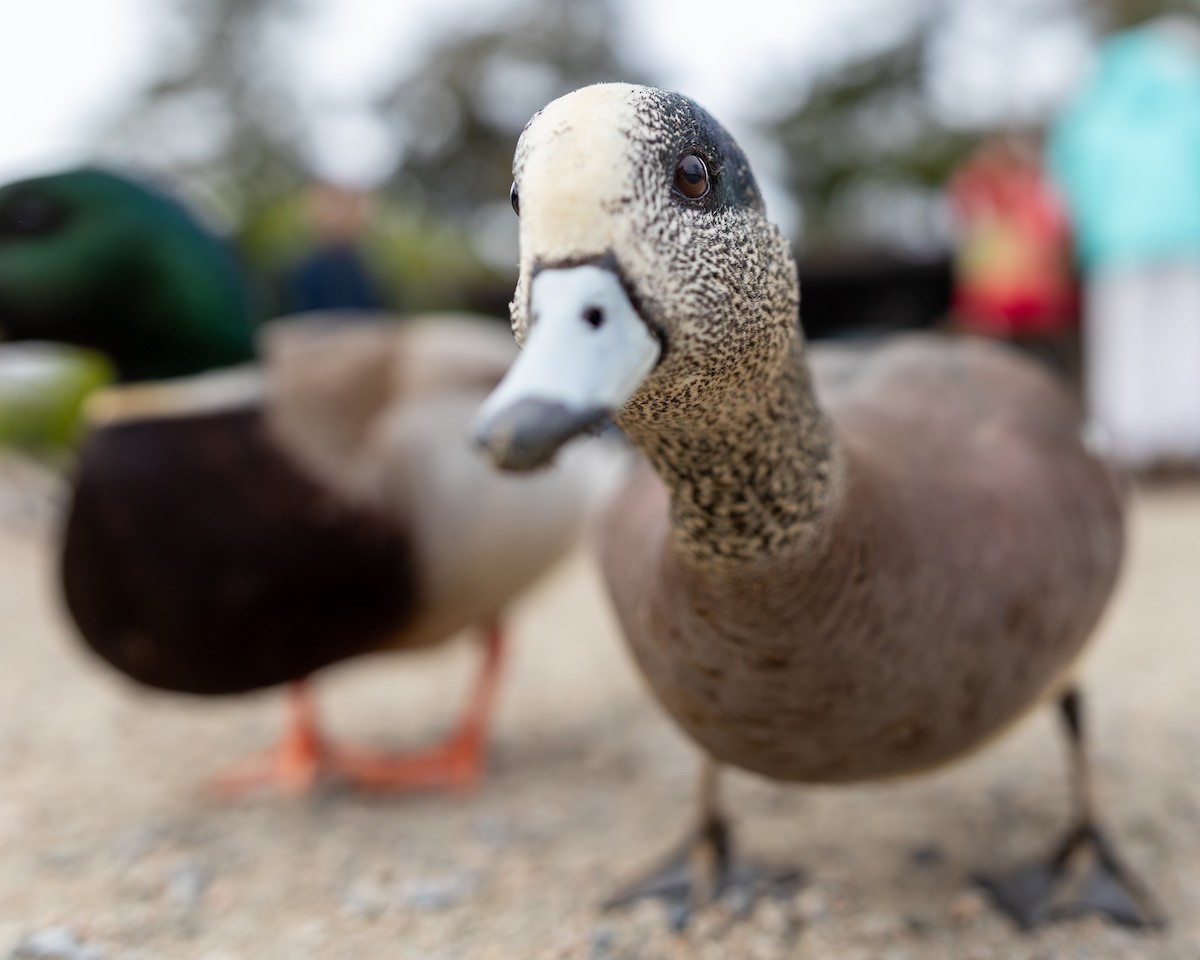eBird Checklist - 30 Mar 2024 - Reifel Bird Sanctuary - 32 species