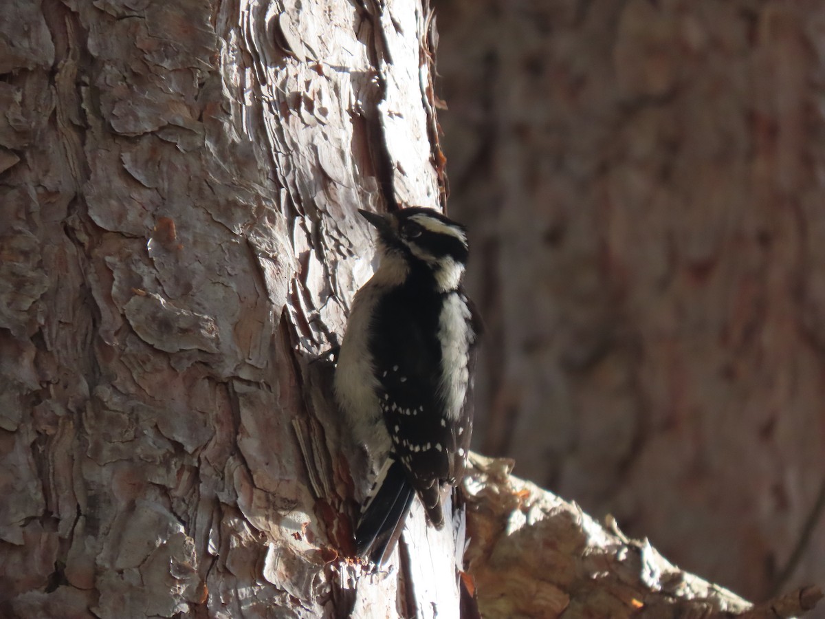 eBird Checklist - 30 Apr 2024 - Vancouver--Hadden & Vanier Parks - 29 ...