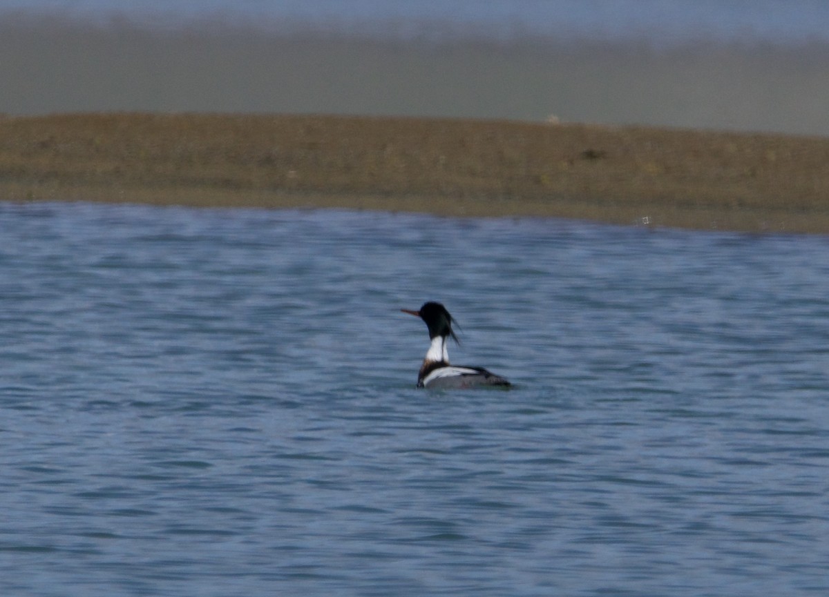 eBird Checklist - 28 Apr 2024 - Pyramid Lake—Fox Bay to Wizard Cove ...
