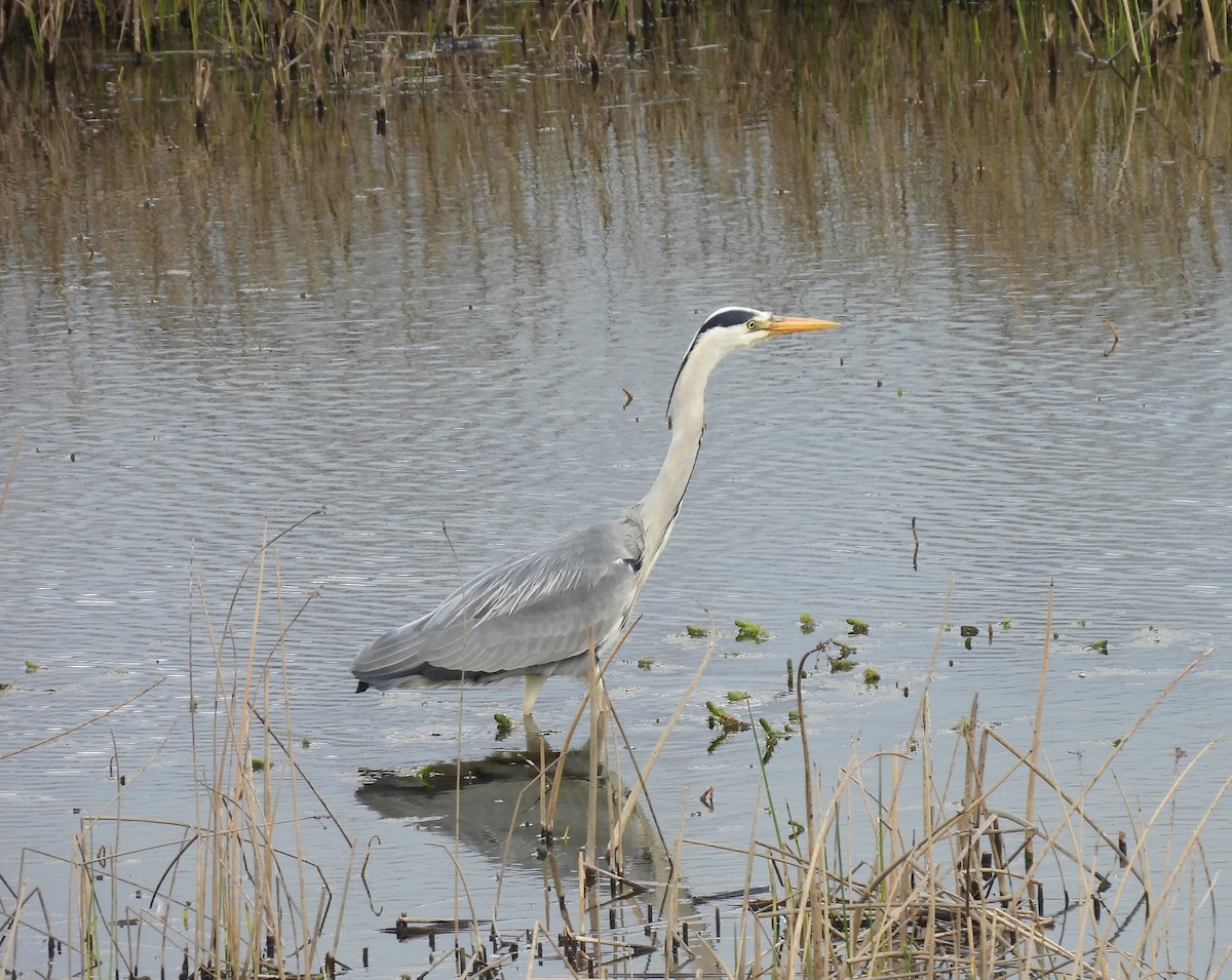 eBird Checklist - 1 May 2024 - Weetslade Country Park NWT NR - 14 species
