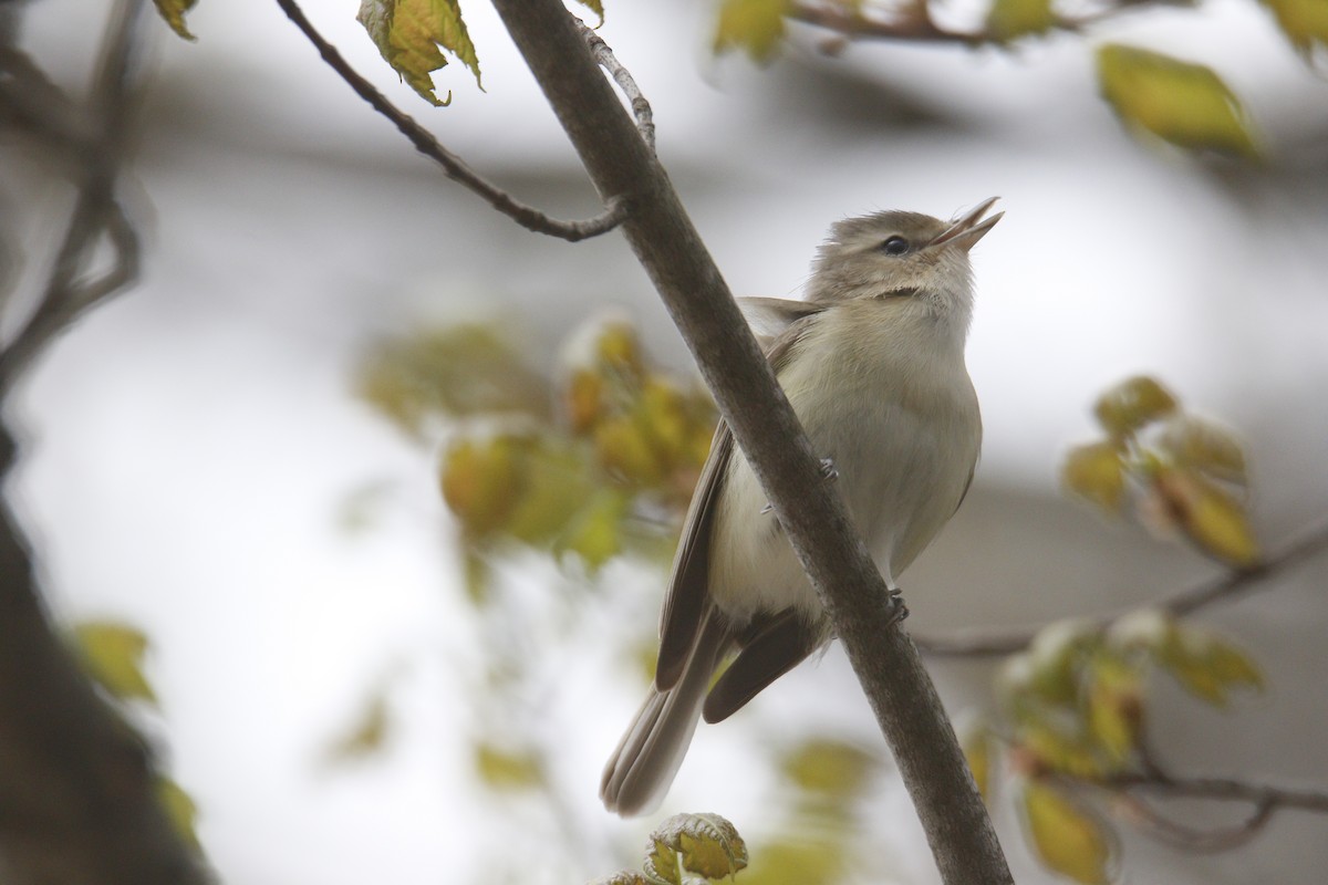 eBird Checklist - 30 Apr 2024 - Haymarsh SGA--Haymarsh Campground - 49 ...