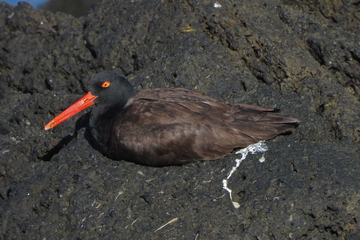 eBird Checklist - 30 Apr 2024 - Crescent City Harbor--Battery Point ...