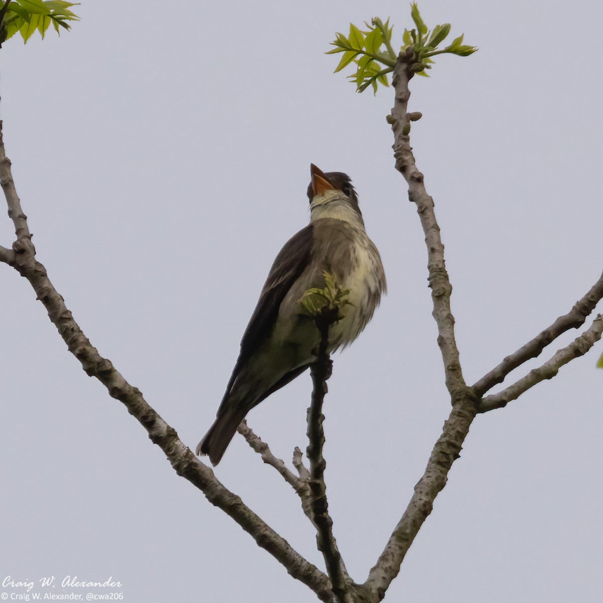 eBird Checklist - 1 May 2024 - Weldon Spring CA--Lost Valley Trail - 41 ...