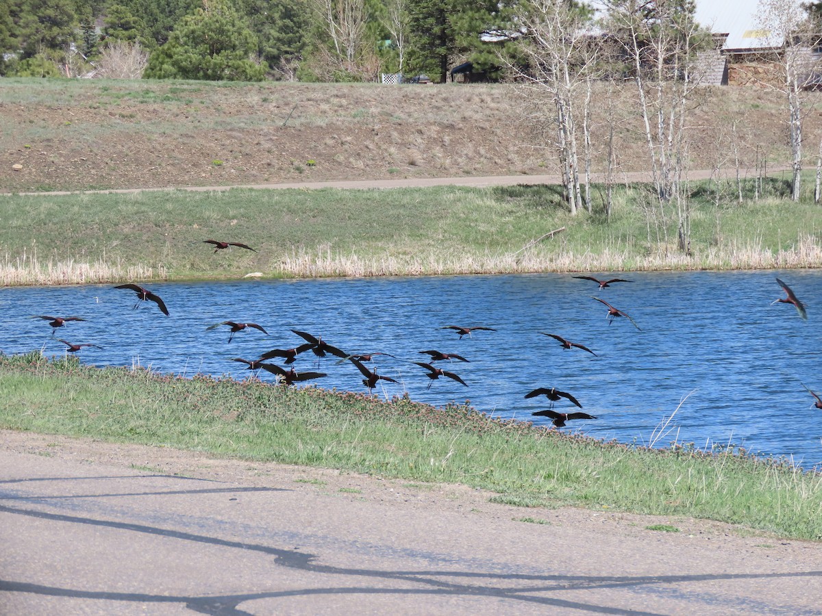 eBird Checklist - 30 Apr 2024 - Pinon Lake Reservoir - 12 species