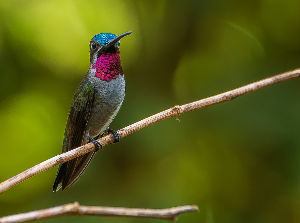 eBird Checklist - 24 Apr 2024 - Cuzco, PE (-12,899, -71,396) - 16 species