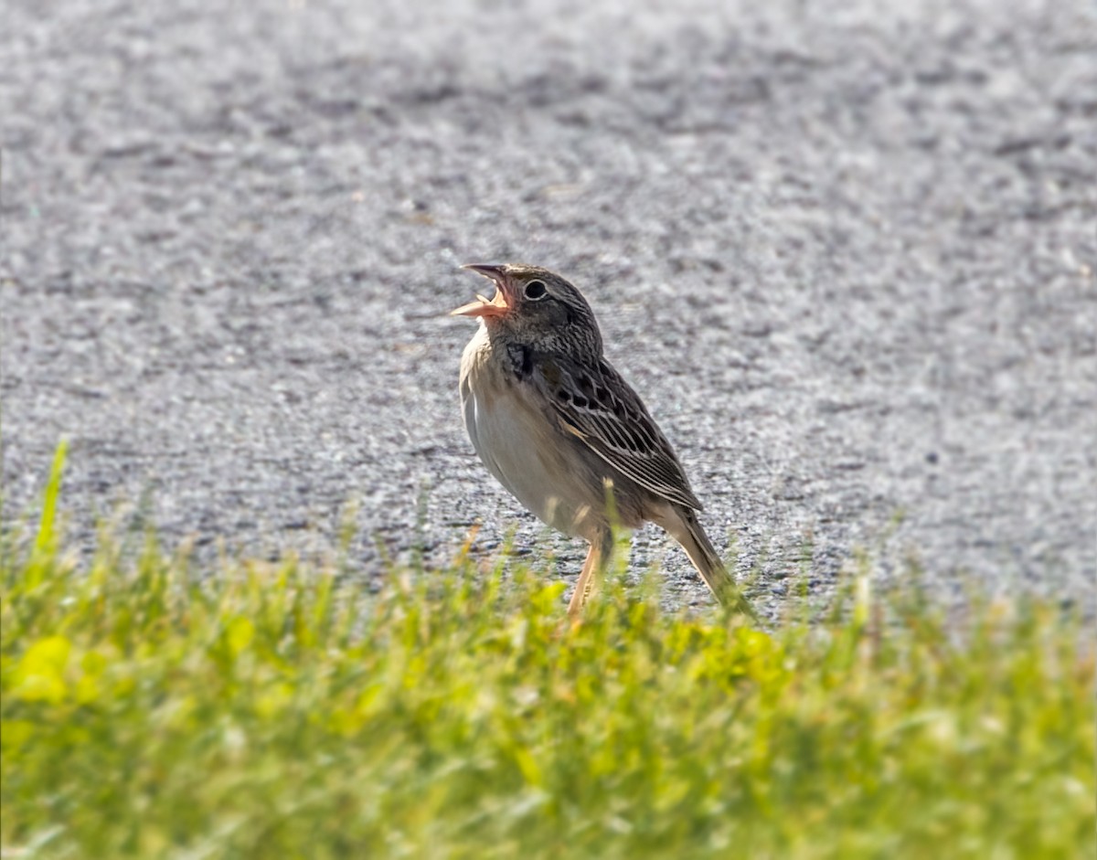 Pennsylvania Bird Atlas Checklist - 1 May 2024 - Leaser Lake - 60 species (+1 other taxa)
