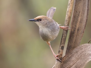 Chubb's Cisticola - Cisticola chubbi - Birds of the World