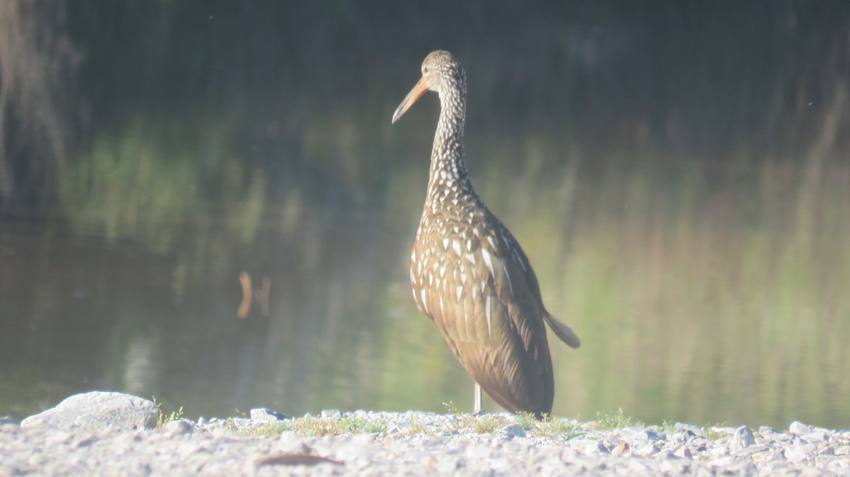 eBird Checklist - 1 May 2024 - Clayton Co. Water Authority--Lake ...