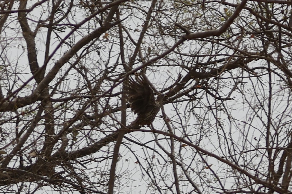 eBird Checklist - 30 Apr 2024 - Toubacouta--Mangrove et brousse - 54 ...