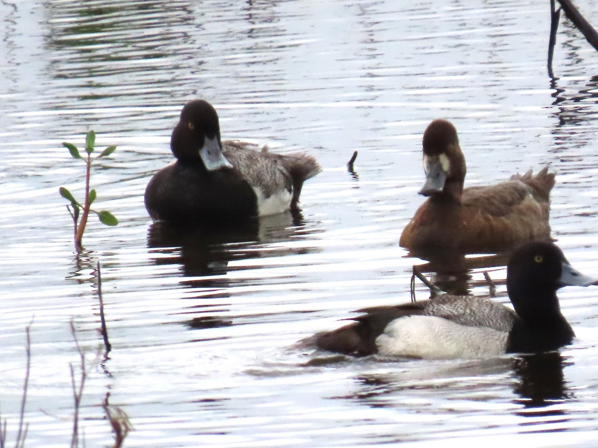 eBird Checklist - 28 Apr 2024 - Anahuac NWR--White-fronted Goose Unit ...