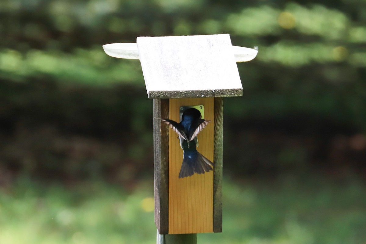 Pennsylvania Bird Atlas Checklist - 1 May 2024 - 399 Upper Georges Valley Rd, Spring Mills US-PA ...