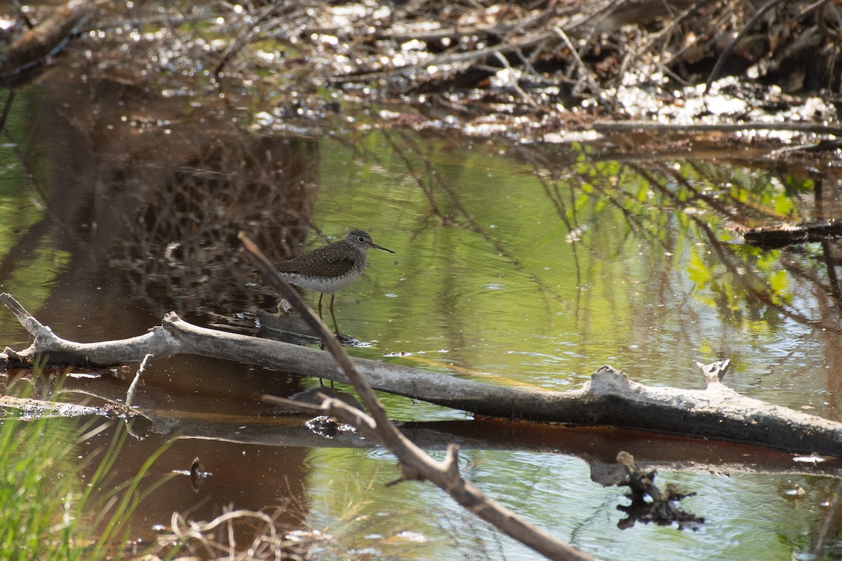 eBird Checklist - 30 Apr 2024 - Cimarron NG--Middle Spring - 24 species