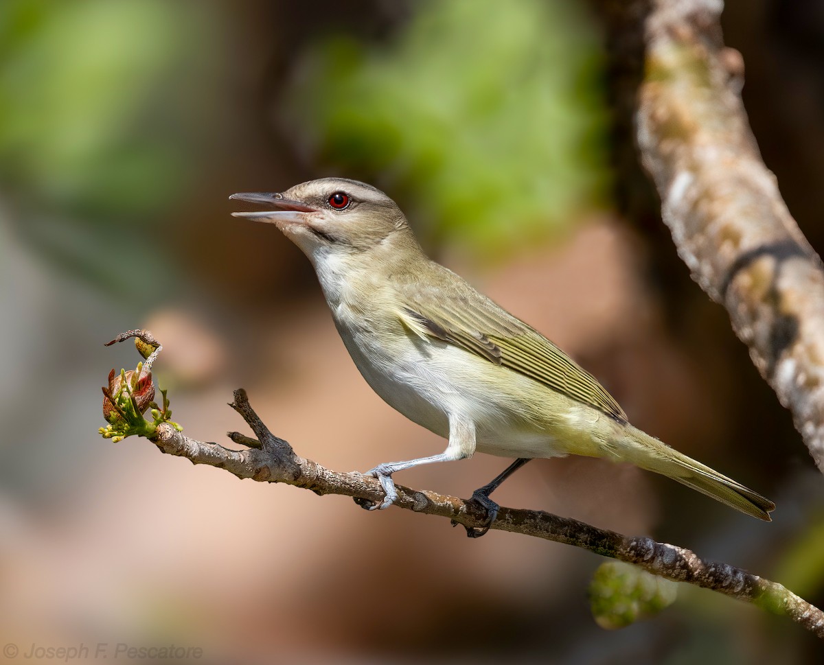 eBird Checklist - 1 May 2024 - Sebastian Inlet SP (Indian River co ...