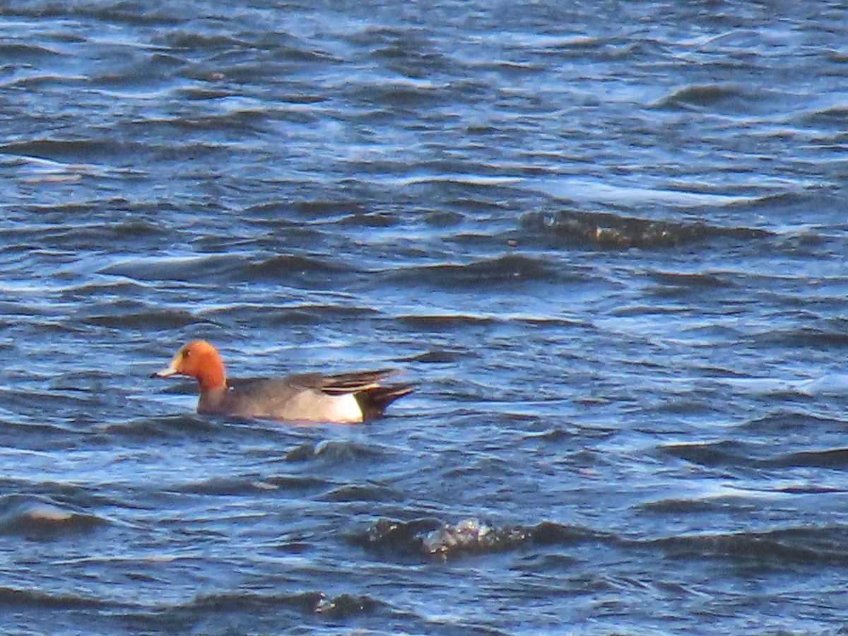 eBird Checklist - 1 May 2024 - Sacramento NWR--Auto Route & Visitor ...