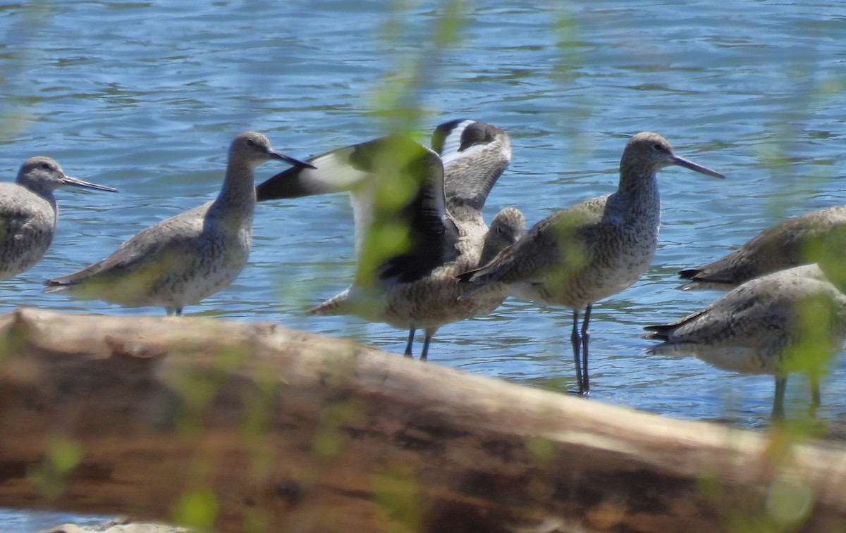 Pennsylvania Bird Atlas Checklist - 1 May 2024 - Sharpsburg Marina - 28 ...