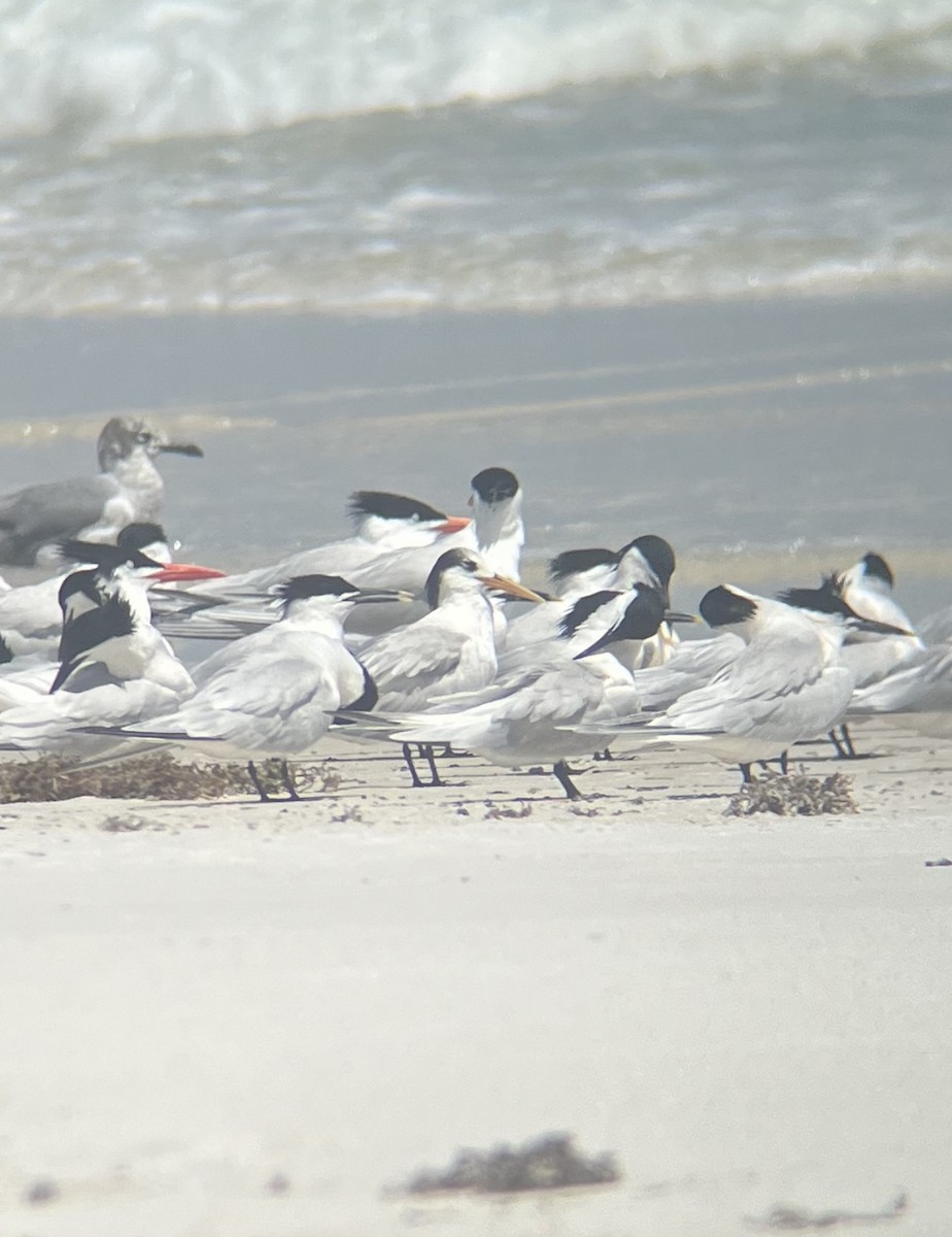 eBird Checklist - 1 May 2024 - Gulf Islands National Seashore--Fort ...