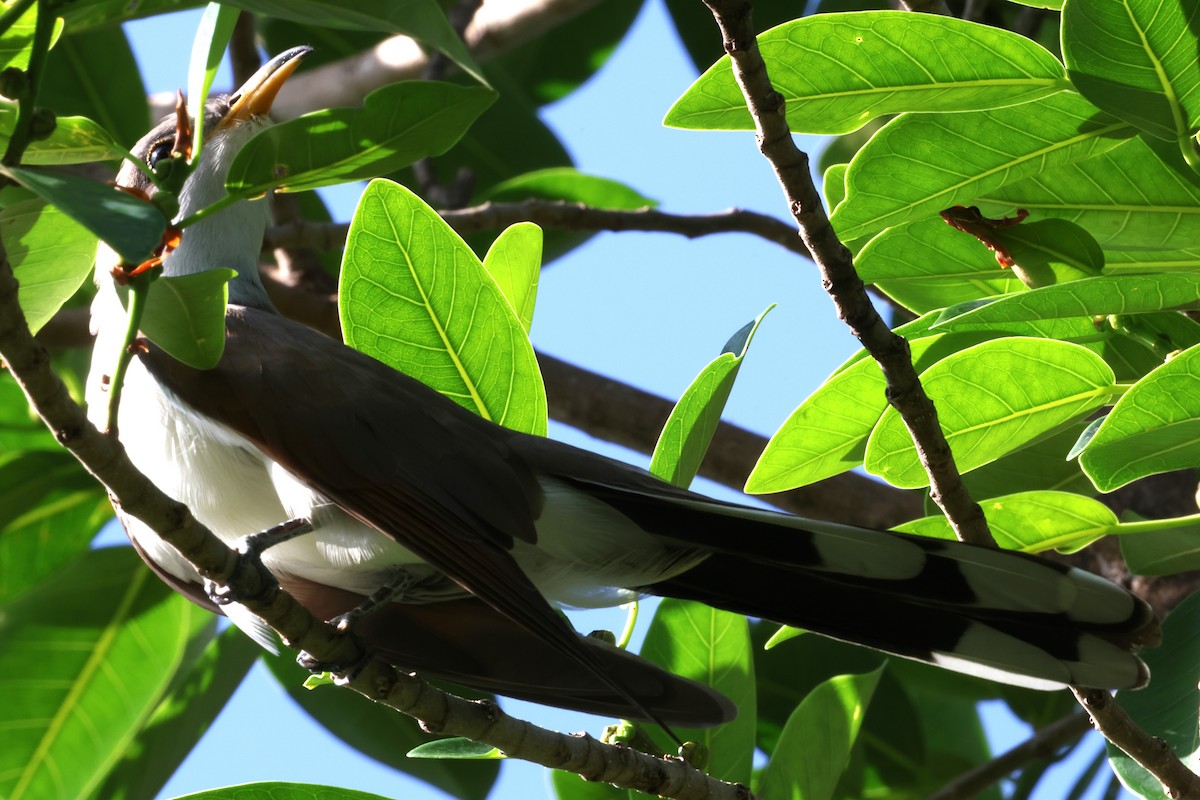 eBird Checklist - 1 May 2024 - Rotary Park Environmental Center - 23 ...