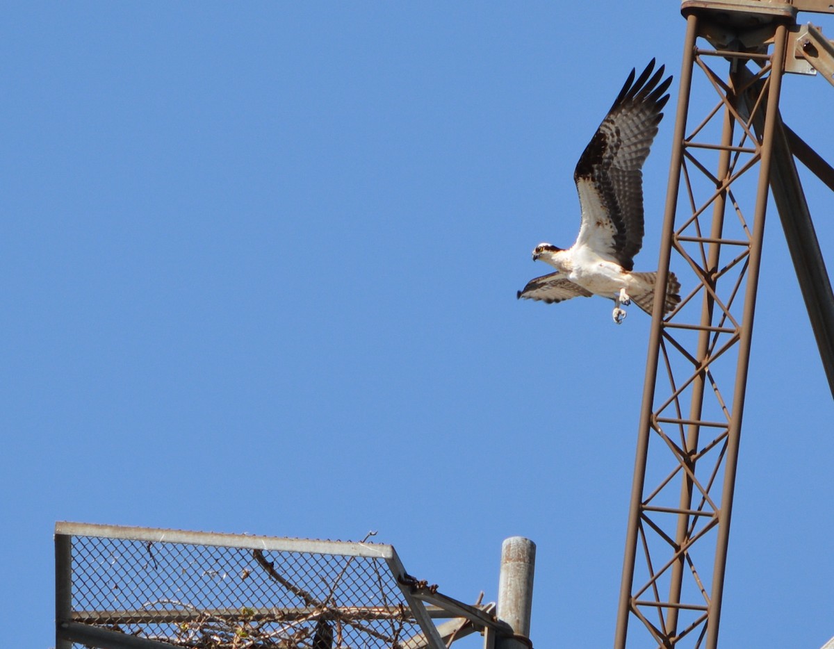 eBird Checklist - 1 May 2024 - General Motors Technical Center ...