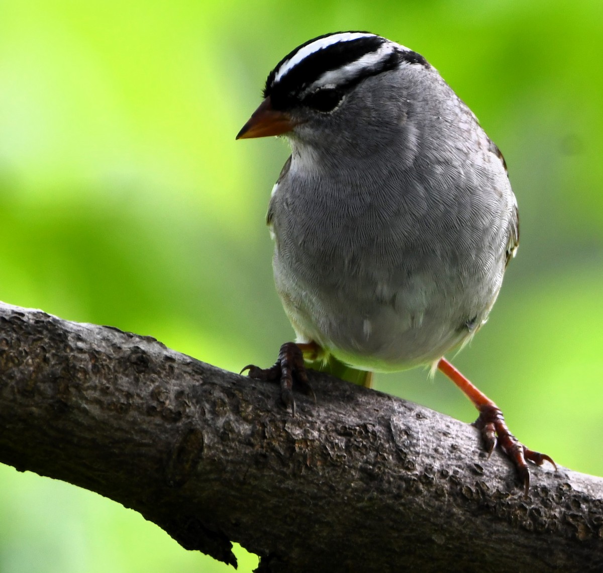 eBird Checklist - 1 May 2024 - US-OH-Ontario-3141 Ponderosa Ave - 40 ...