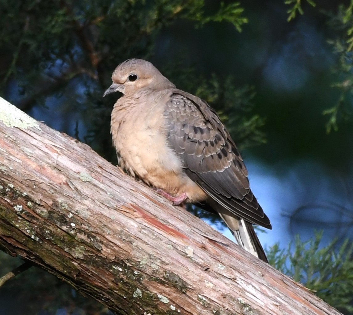 eBird Checklist - 1 May 2024 - Home, Kitty Hawk Bay Dr., Colington ...