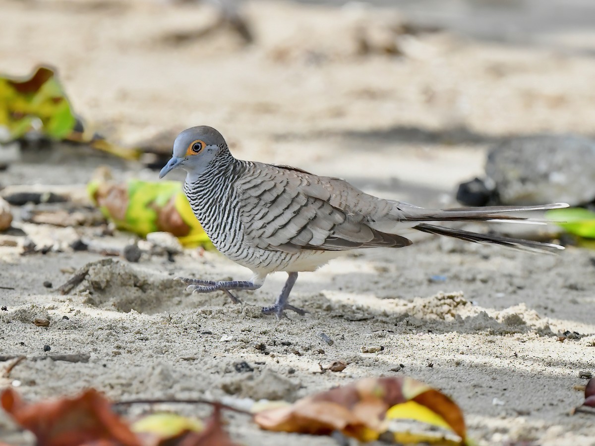 Barred Dove - Geopelia maugeus - Birds of the World