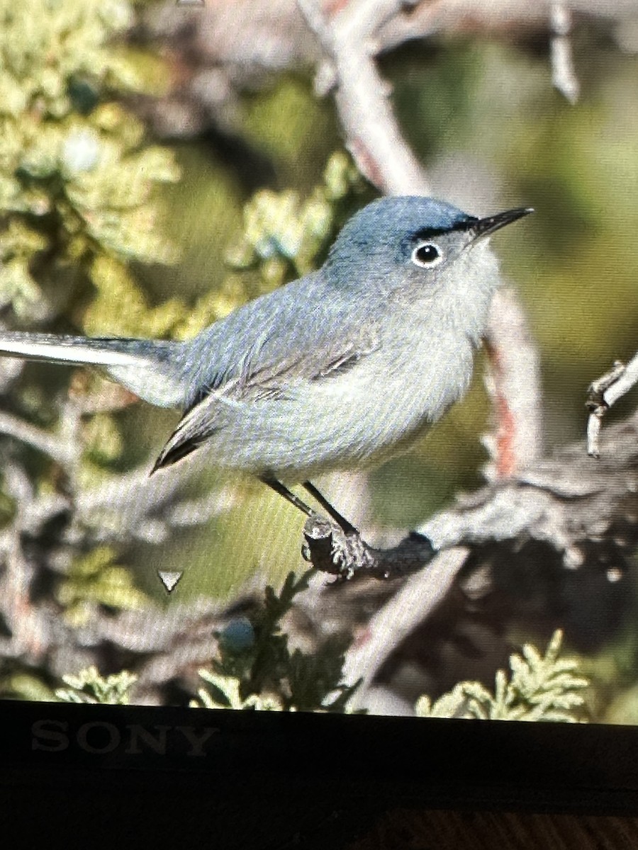 eBird Checklist - 1 May 2024 - Rio Grande del Norte NM--Orilla Verde ...