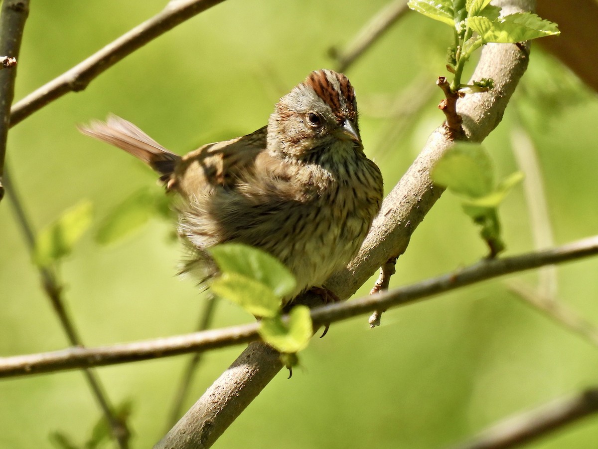 eBird Checklist - 1 May 2024 - Centennial Gardens Bird Sanctuary - 17 ...