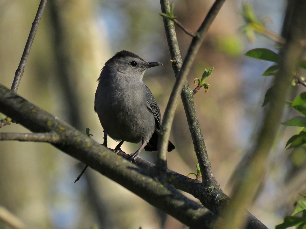 eBird Checklist - 1 May 2024 - Powell Spring Conservancy - 12 species