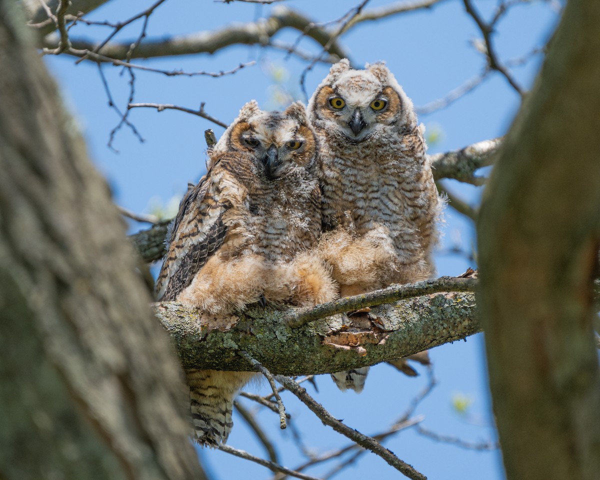 eBird Checklist - 1 May 2024 - Springbrook Prairie Forest Preserve - 61 ...