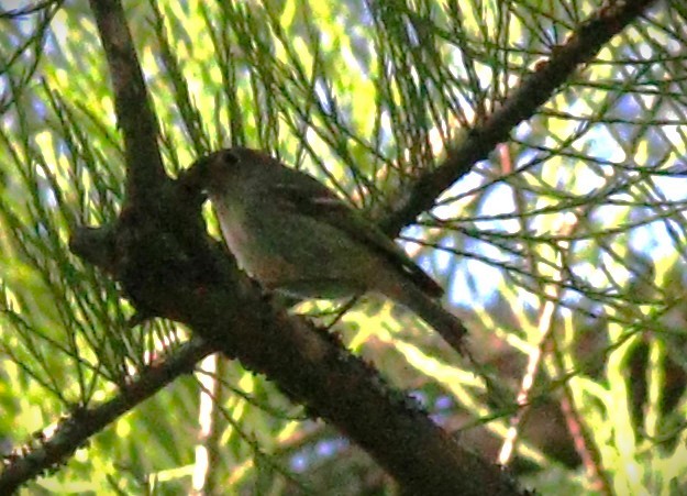 eBird Checklist - 23 Apr 2024 - Joyce WMA - 16 species