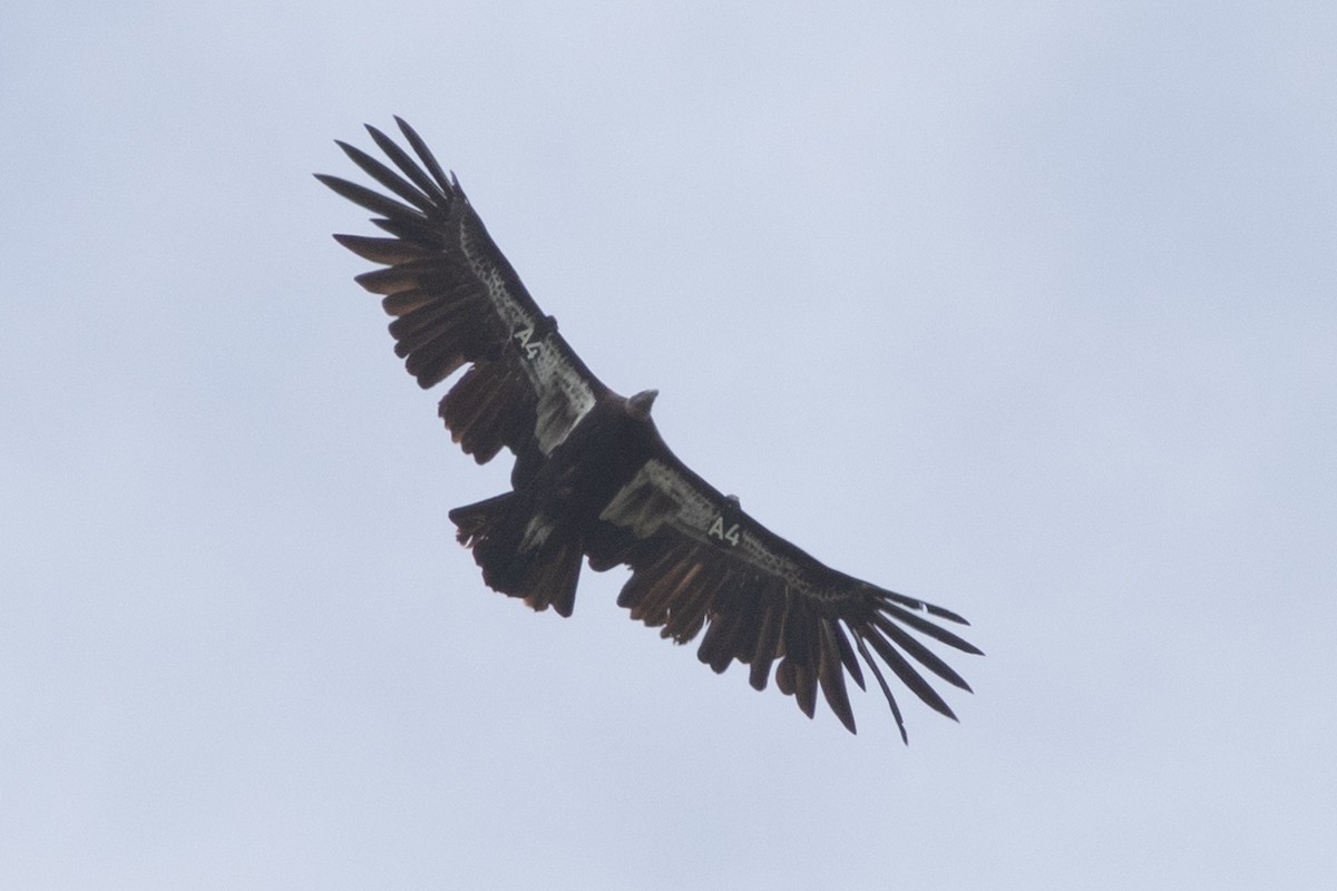 California Condor - Gymnogyps californianus - Media Search - Macaulay ...