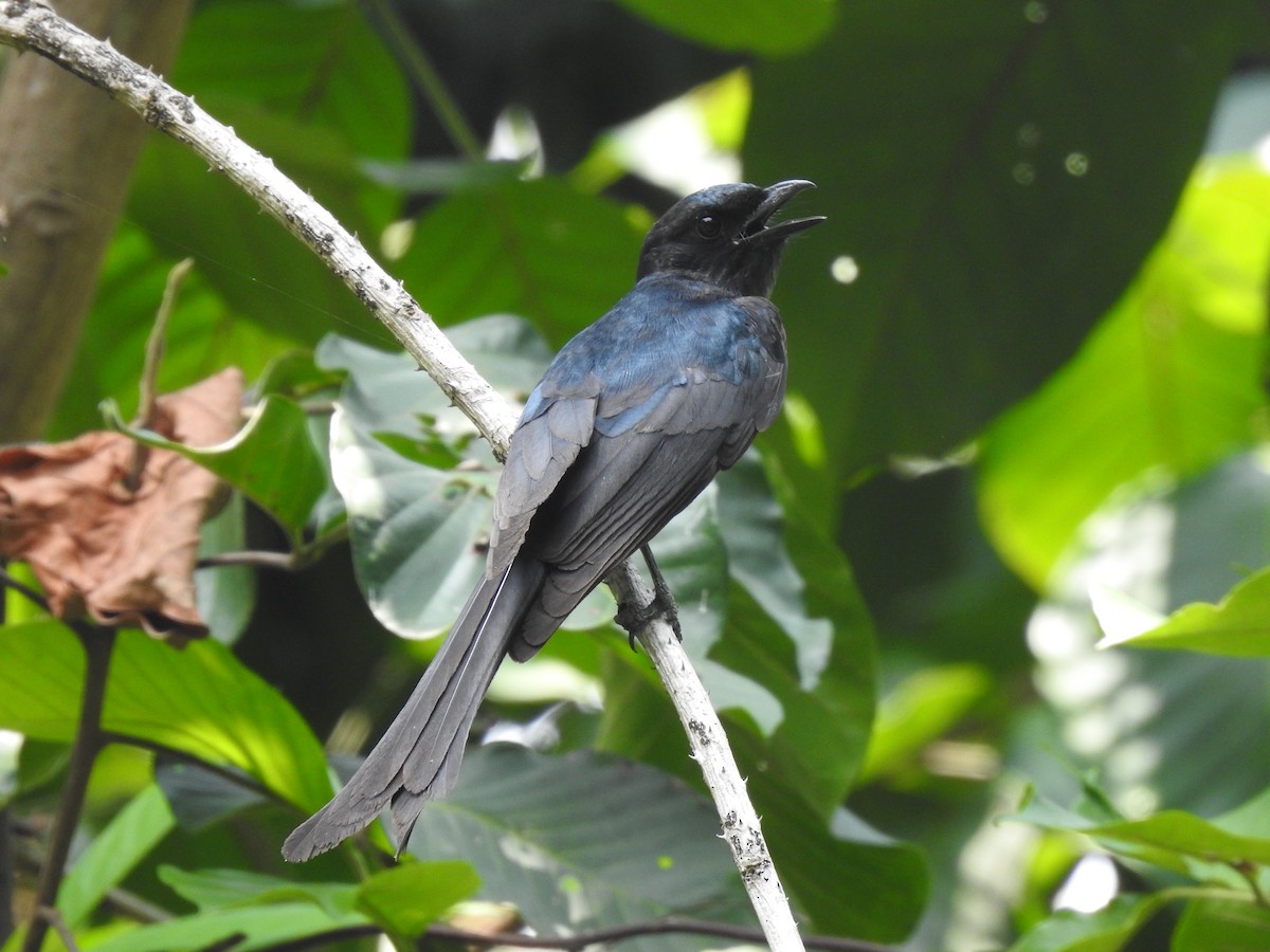 eBird Checklist - 26 Apr 2024 - Khao Hin Son (East Thailand Botanical ...