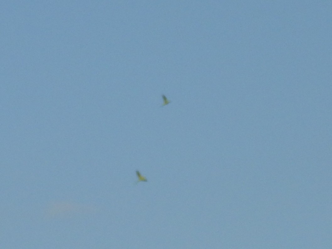 eBird Checklist - 23 Apr 2024 - 2355 Tarpon Road, Naples, Florida, US ...