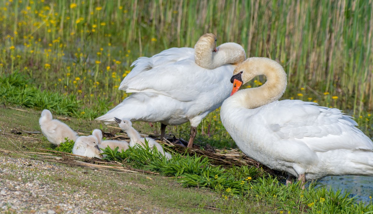eBird Checklist - 2 May 2024 - Banner Marsh FWA-- East Access (Peoria ...