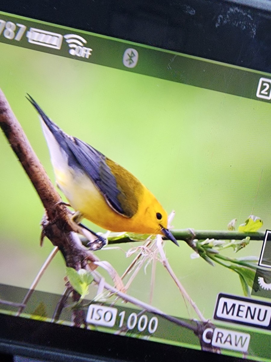 eBird Checklist - 2 May 2024 - Maywood Environmental Area - 46 species