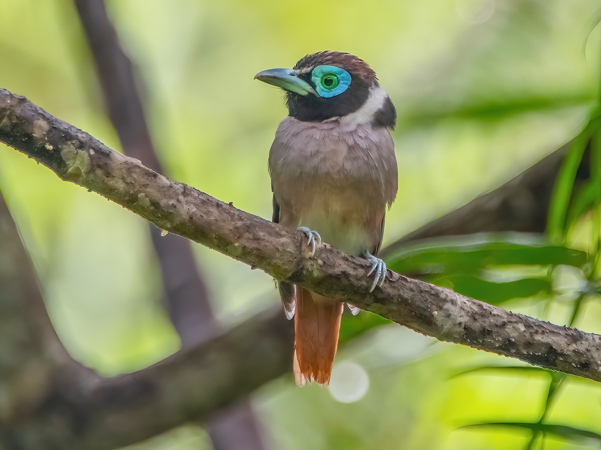 Wattled Broadbill - Sarcophanops steerii - Birds of the World