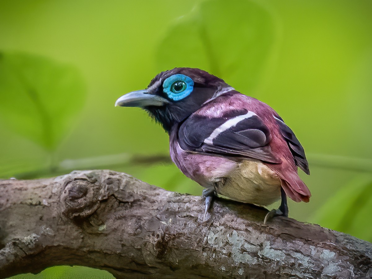 Visayan Broadbill - Sarcophanops samarensis - Birds of the World
