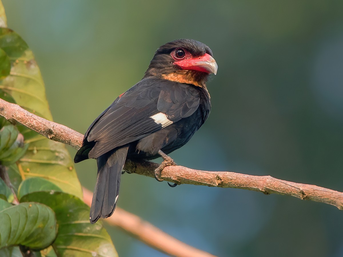 Dusky Broadbill - Corydon sumatranus - Birds of the World