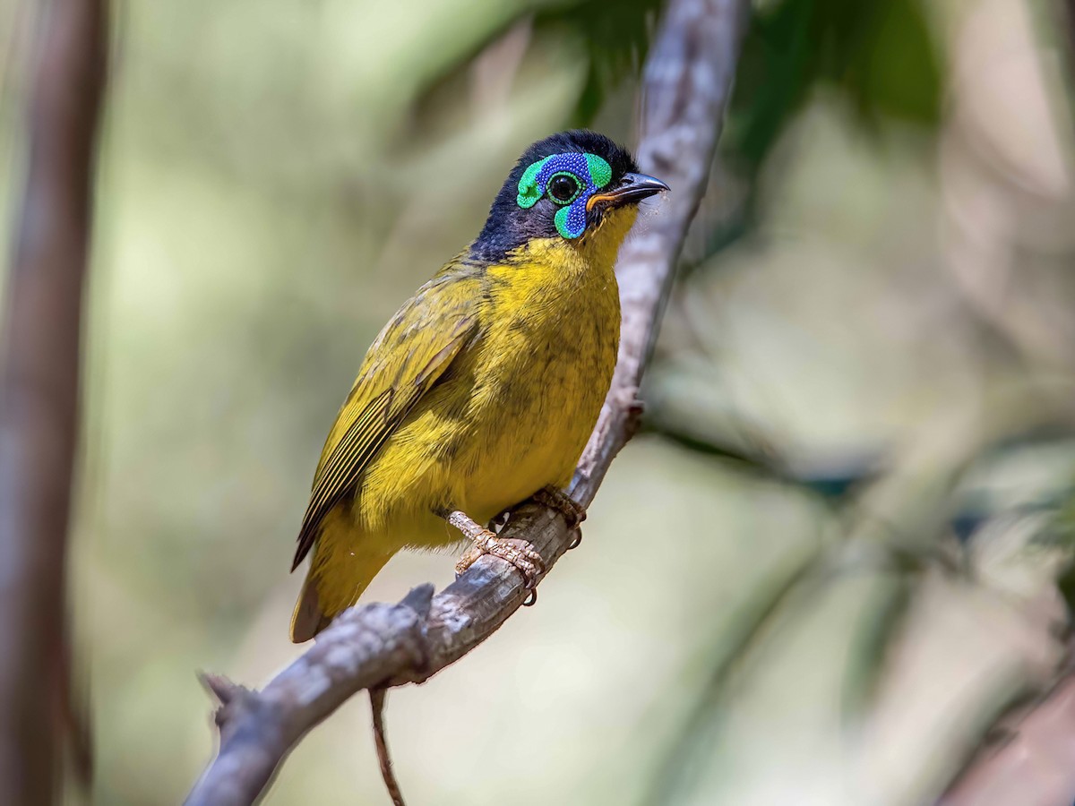 Schlegel's Asity - Philepitta schlegeli - Birds of the World