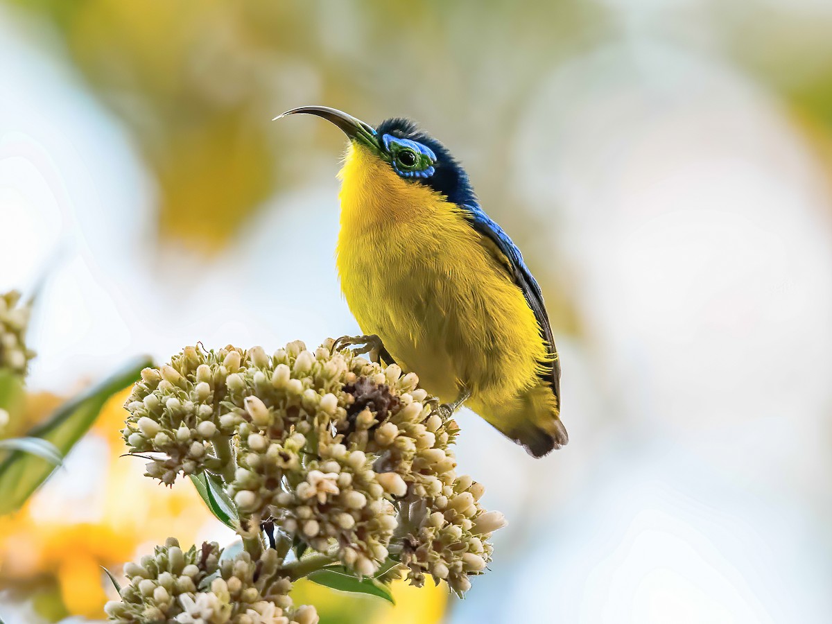 Yellow-bellied Sunbird-Asity - Neodrepanis hypoxantha - Birds of the World