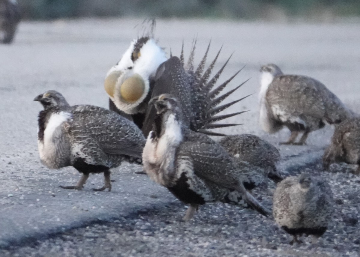 eBird Checklist - 2 May 2024 - sage grouse lek - 2 species