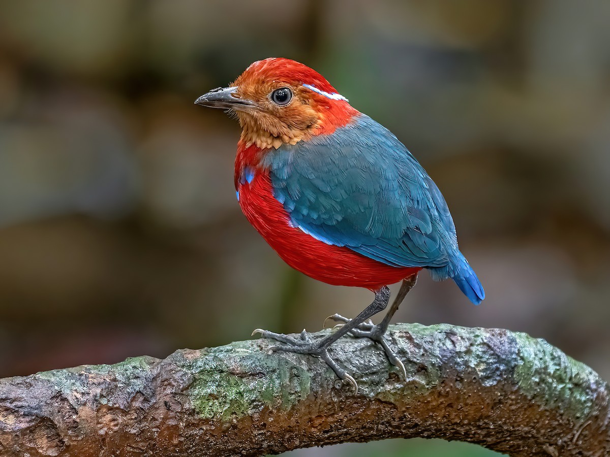 Blue-banded Pitta - Erythropitta arquata - Birds of the World