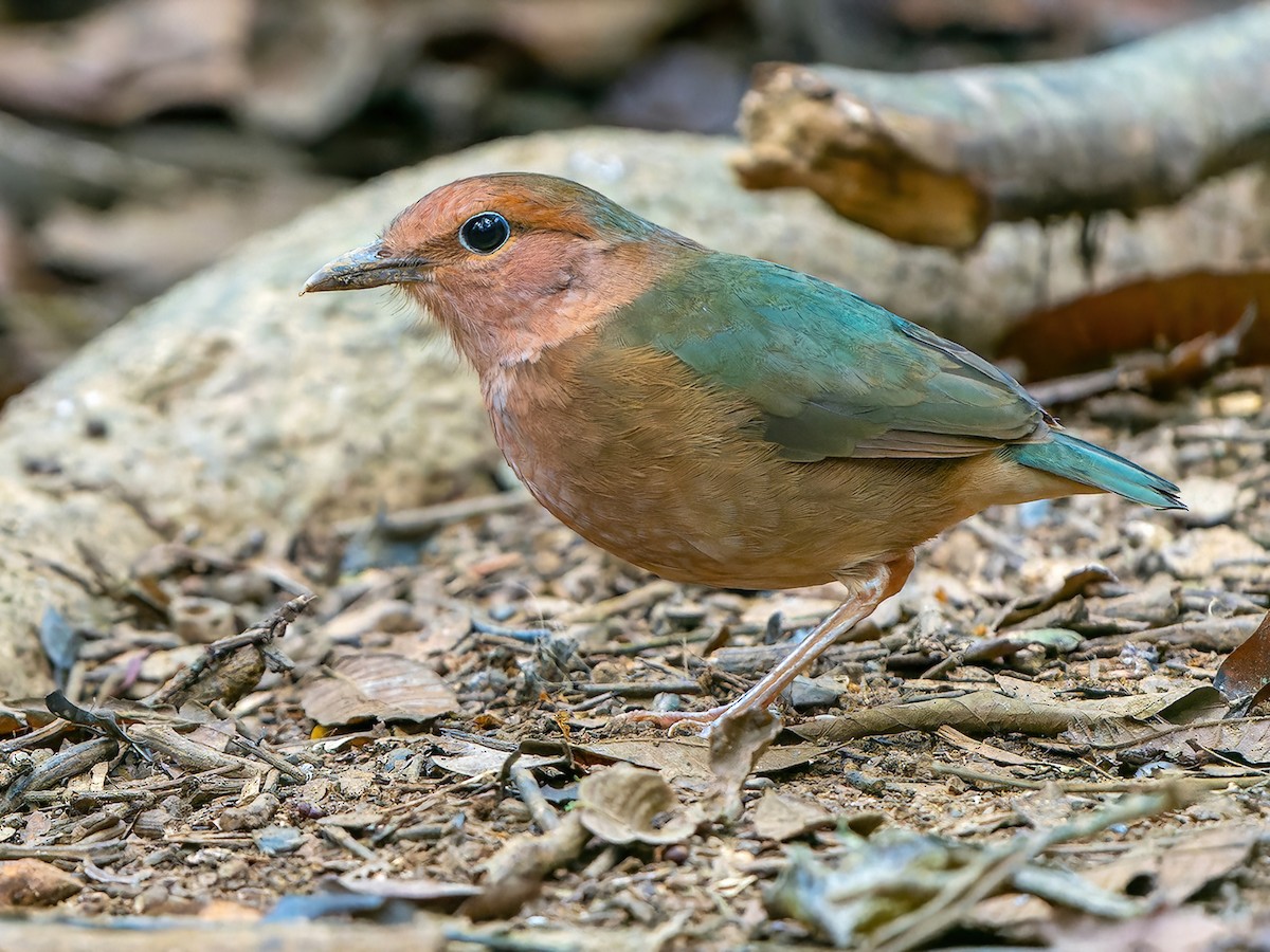 Blue-rumped Pitta - Hydrornis soror - Birds of the World