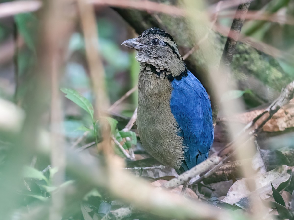 Giant Pitta - Hydrornis caeruleus - Birds of the World