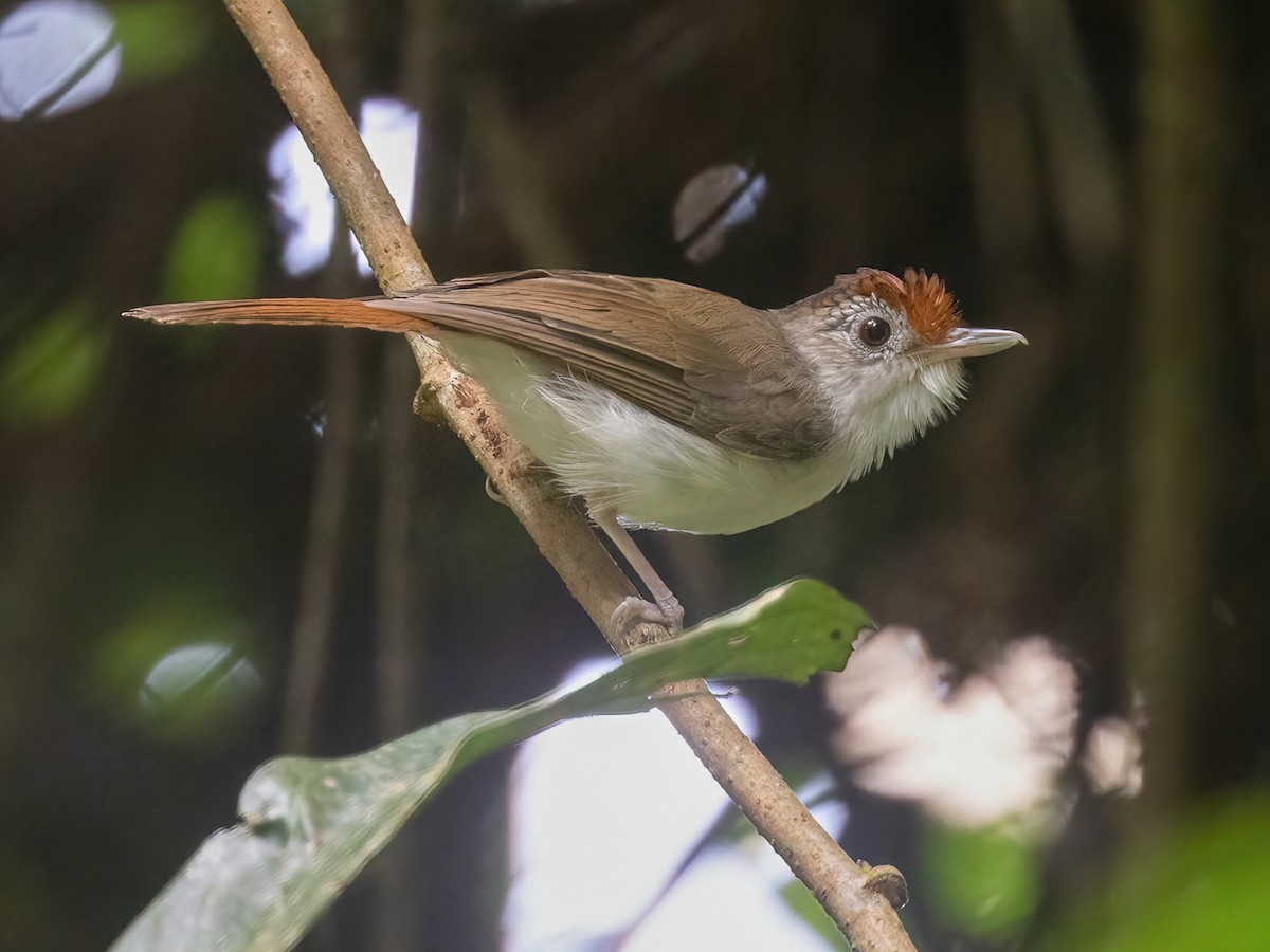 Scaly-crowned Babbler - Malacopteron cinereum - Birds of the World