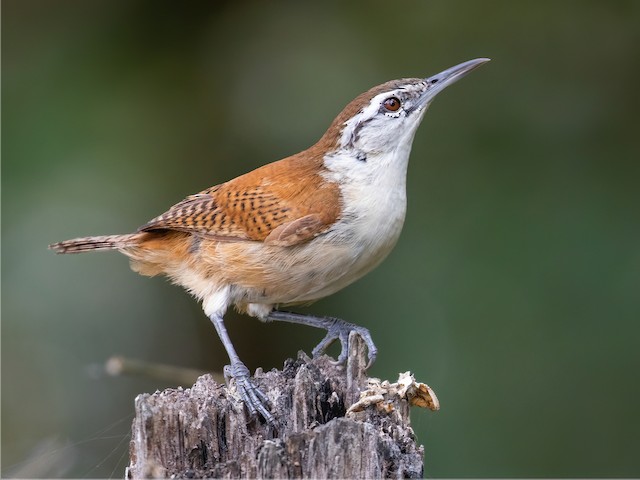 Photos - Superciliated Wren - Cantorchilus superciliaris - Birds of the ...