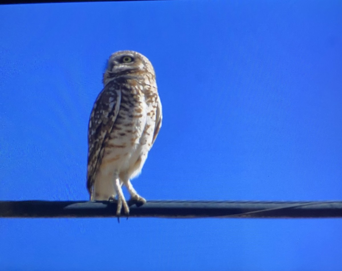 eBird Checklist - 2 May 2024 - 3049–3201 W Harmon Rd, Eloy US-AZ 32. ...