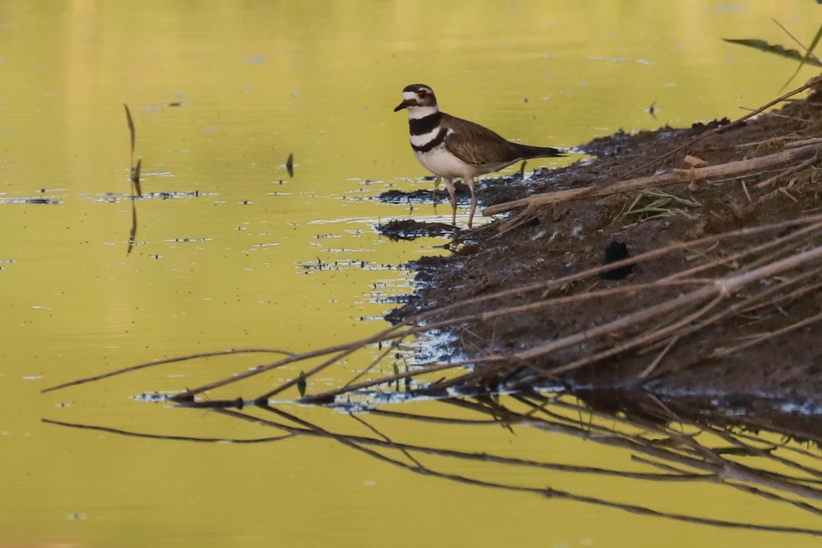eBird Checklist - 1 May 2024 - 406 Upper Georges Valley Rd, Spring Mills US-PA 40.81668, -77. ...