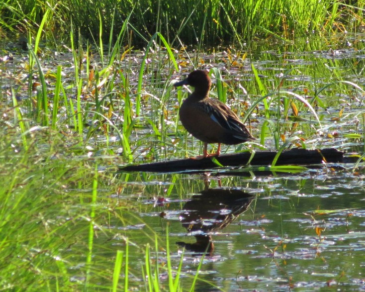 eBird Checklist - 1 May 2024 - Billy Frank Jr. Nisqually NWR - 89 ...