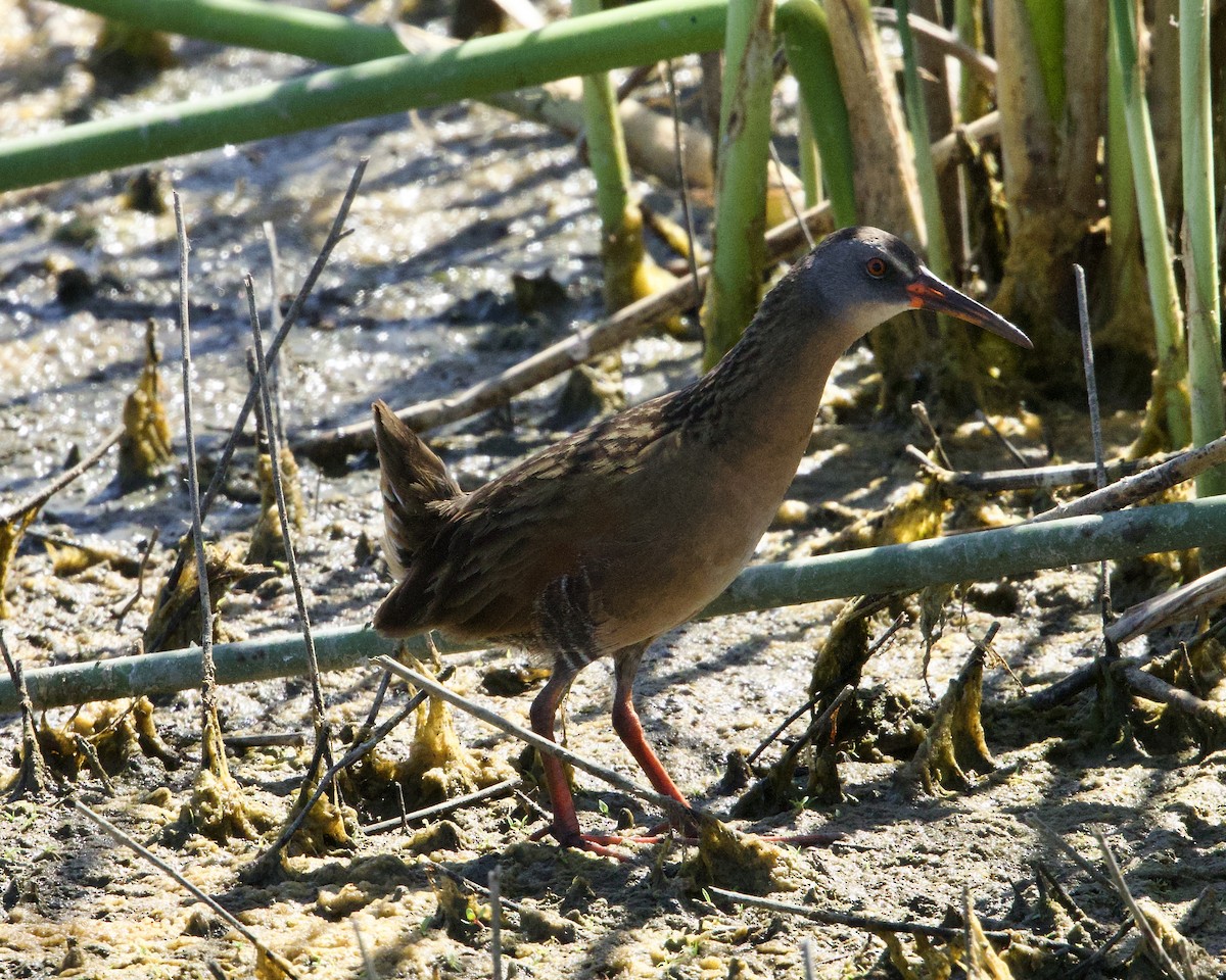 eBird Checklist - 2 May 2024 - Yolo Bypass Wildlife Area - 53 species